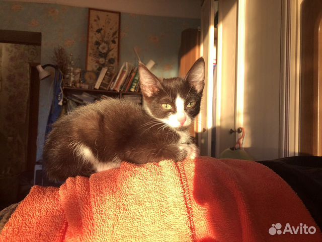 Кот Борис/котенок