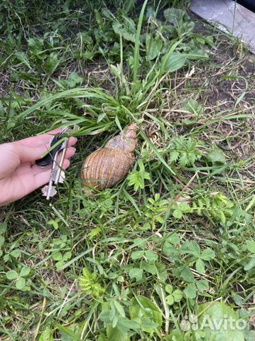 Achatina Fulica, африканская улитка