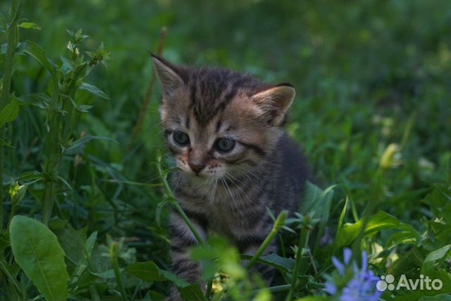 Котята в добрые руки бесплатно