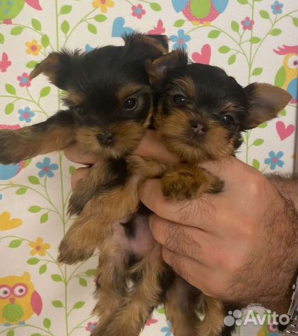 Йоркширский терьер мини щенки