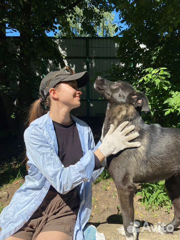 Собака Ева в дар