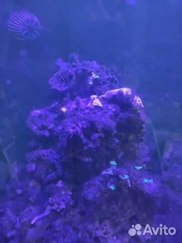 Продам морской аквариум