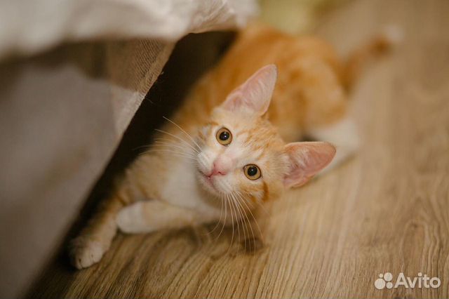 Бело-рыжий котенок счастье в дом