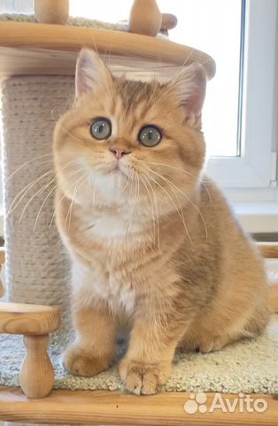 Милый котик