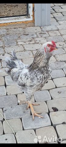 Петушки амераукана