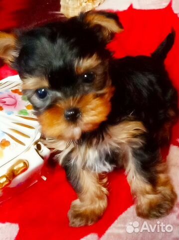 Супер щенки - йоркширский терьер