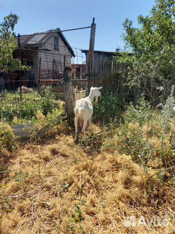 Продаю двух молочных коз