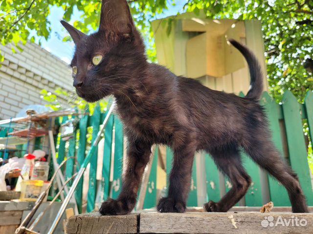 Котенок "Отважный Мавр"