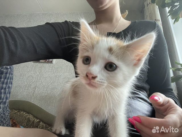 Котенок кроха