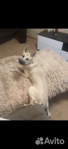 Пёс ищет дом