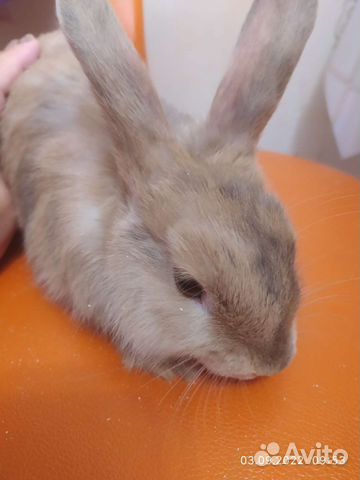 Декоративный кролик