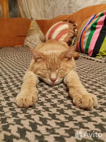 Кот