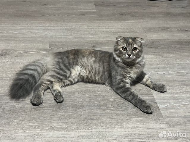 Кошка вислоухая в добрые руки