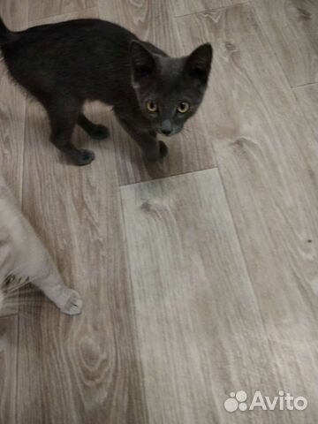 Котенок)