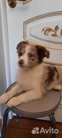 Мальчик Бордер колли, документы РКФ