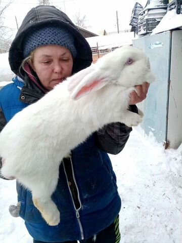 Кролики помесные