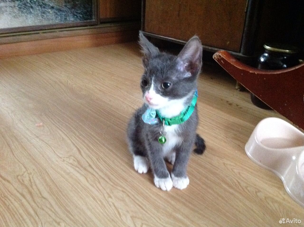 Котёнок 7 недель