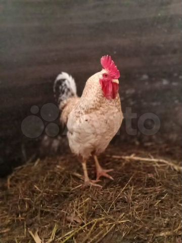 Царскосельское инкубационное яйцо.Цыплята