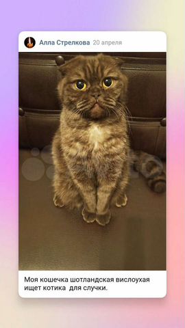 Шотландская вислоухая кошка бесплатно