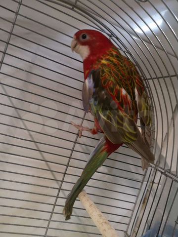 Попугай розелла