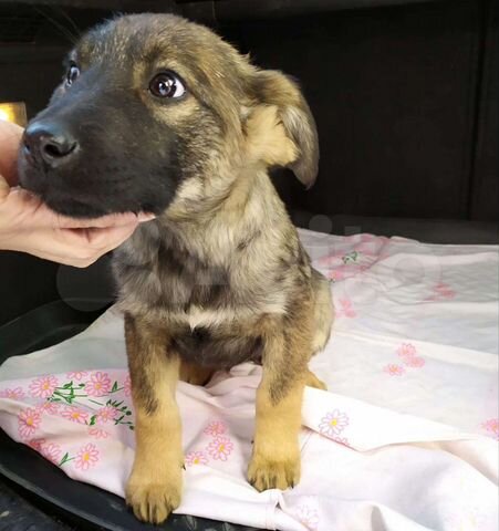 Собака в поиске дома, Собачка в дар