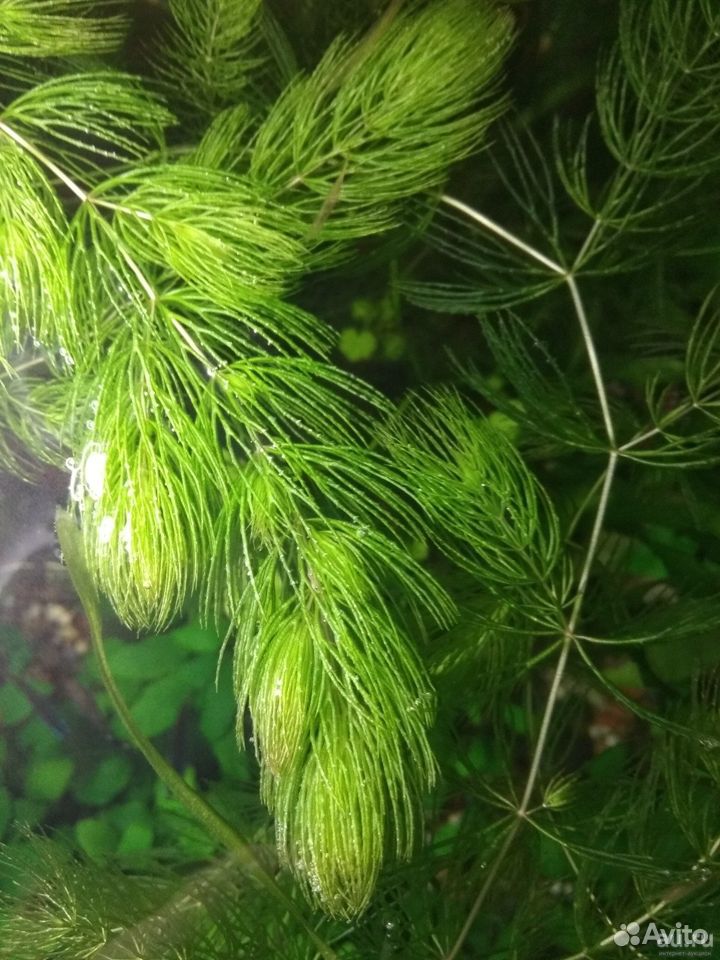 Роголистник