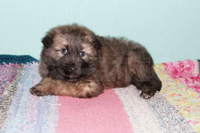 Барни в дар