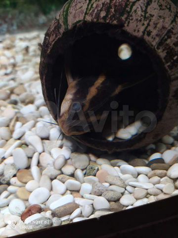 Платидорас