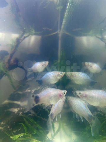 Пецилия голубая неон микки маус