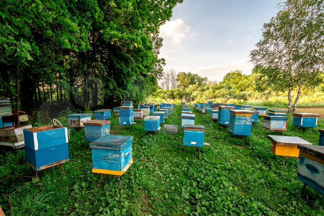 Продажа пасеки