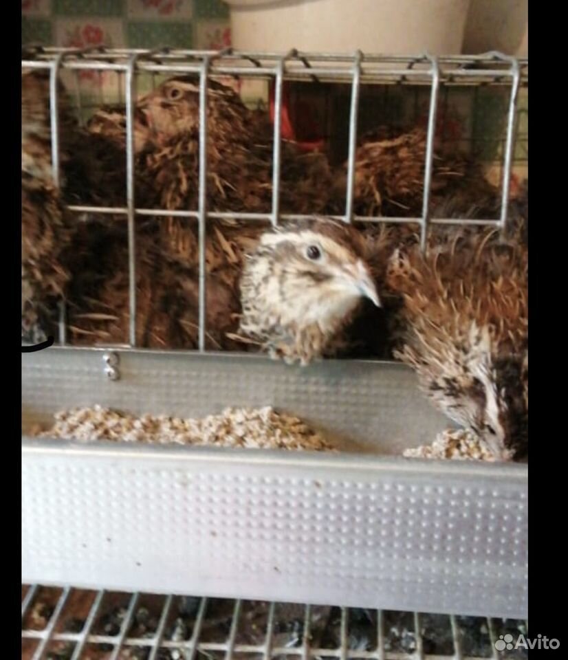 Продам перепелок - несушек