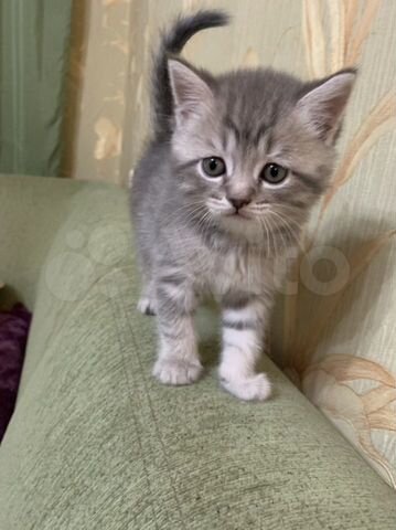 Британские кот