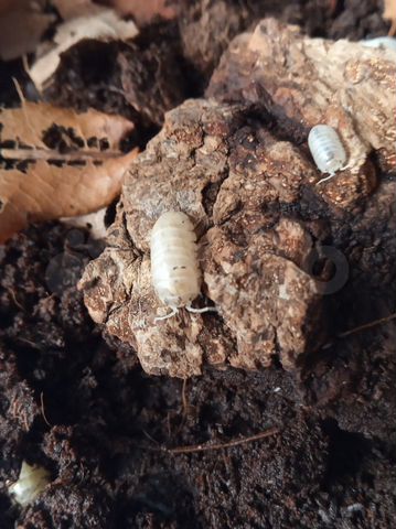 Продажа редких и коллекционных мокриц, Armadillidi