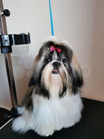 Ши-тцу великолепные