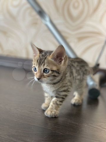 Бенгальские котята