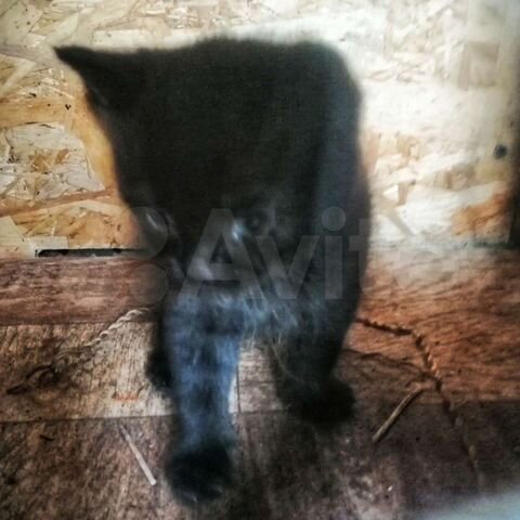 Черный котенок