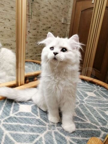 Британская длинношерстная