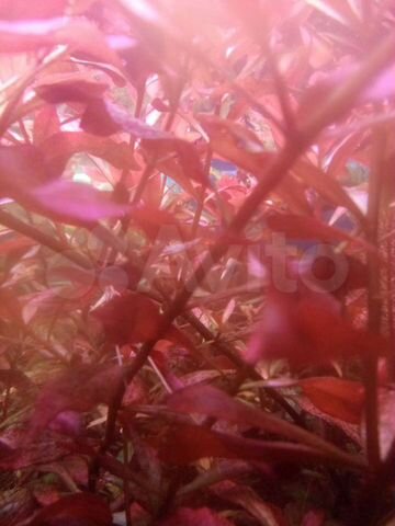 Растения людвигия, эхинадорус, монеточник, крипток