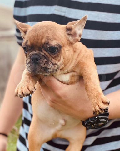 Французский бульдог голубогенный