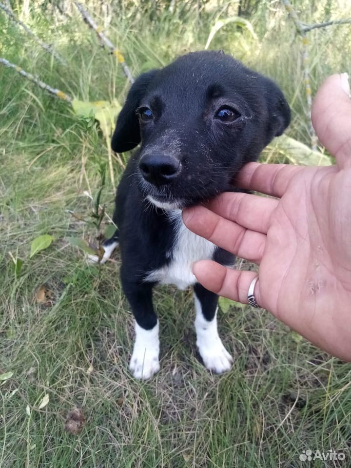 Ищет дом щенок мелкой Собачки Краля