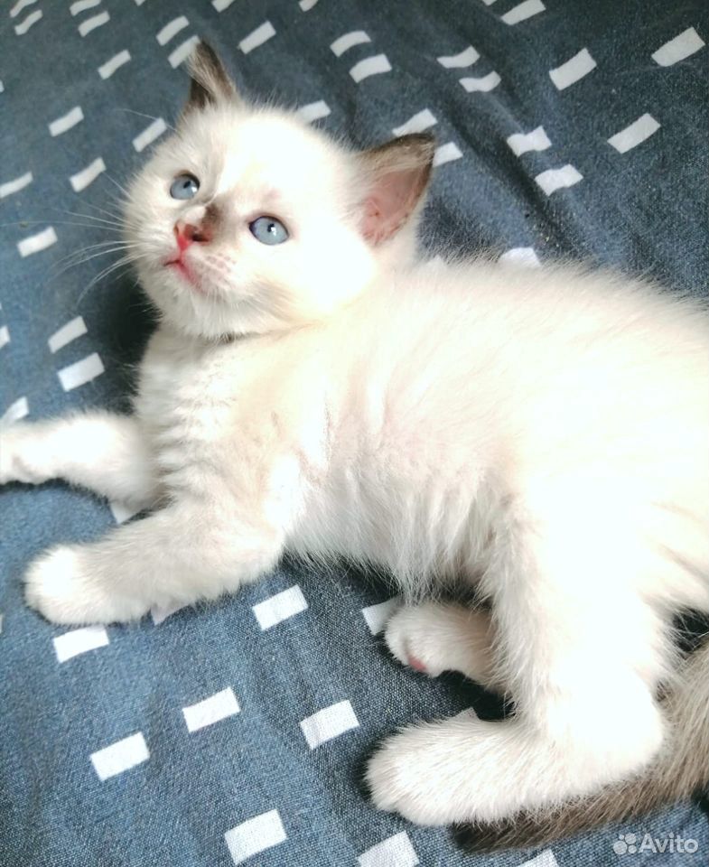 Сноу Шу котята