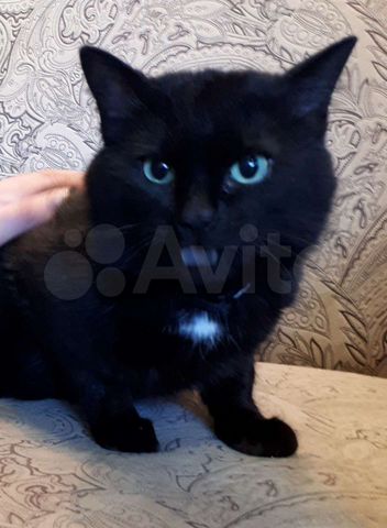 Бумер отдам в добрые руки