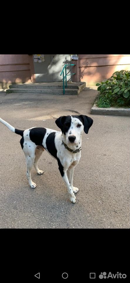 Собака ищет дом