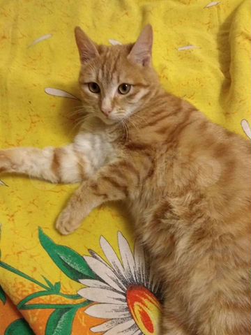 Котик рыжий в добрые руки