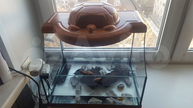 Морская черепаха