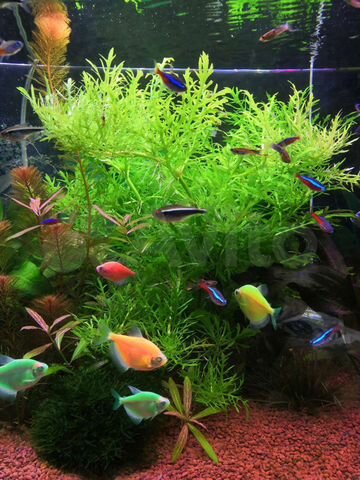 Аквариумные растения. Индийский папоротник