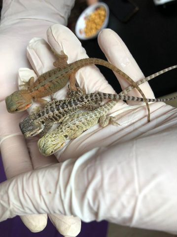 Малыши бородатой агамы