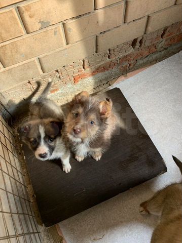 Щенок в добрые руки