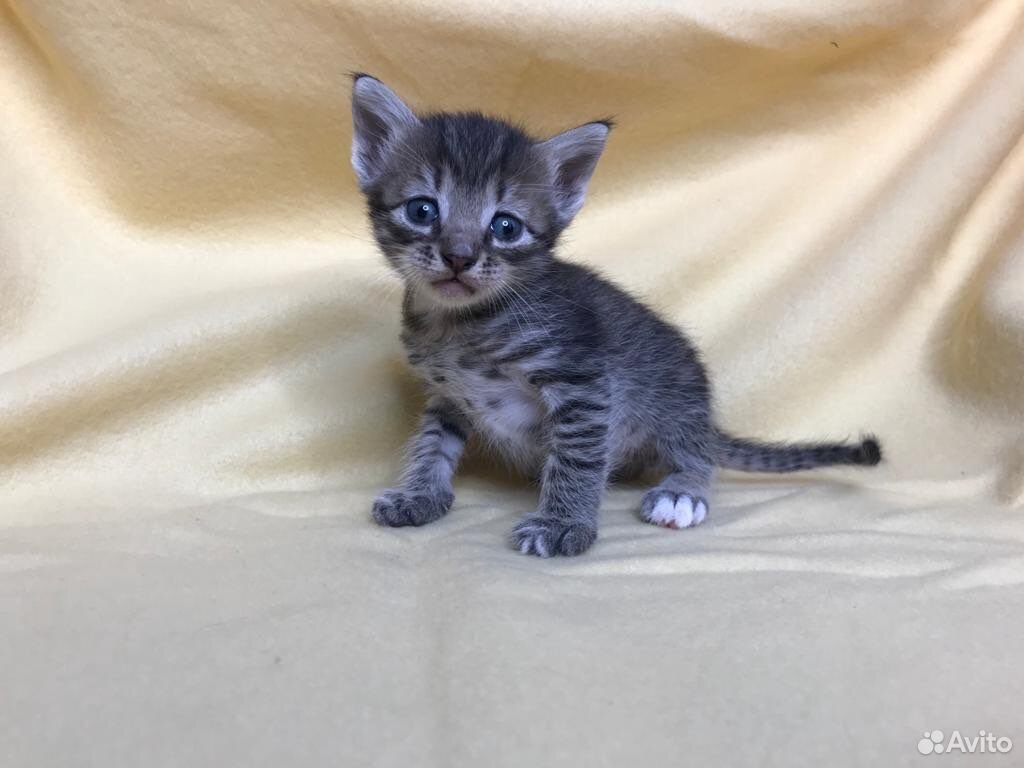 Котенок Мура