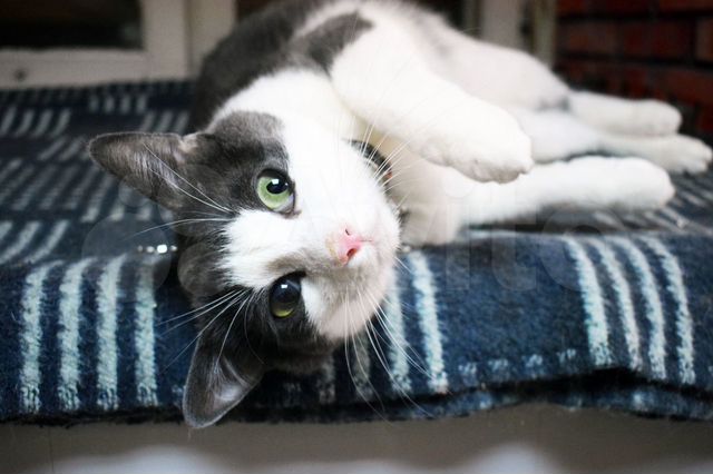 Котик Борис 1,5 года ищет дом